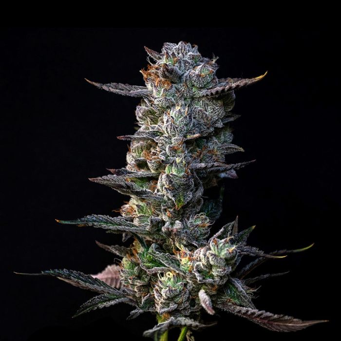 Compound Genetics - Gastropop S1 – The JuicyJoint