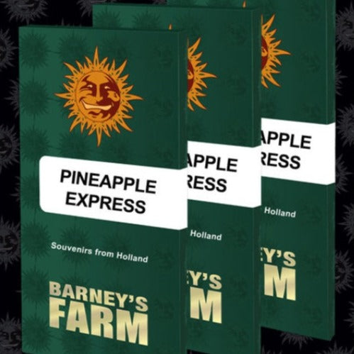 Barneys Farm Seeds - Pineapple Express – The JuicyJoint