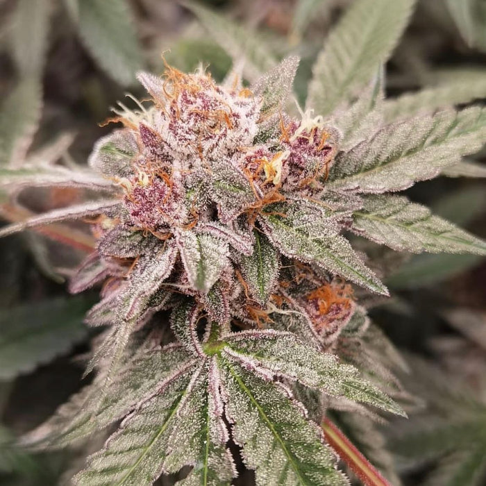 Conscious Genetics - 7 x Orange Runtz Cake + 3 x Free Red Kachina – The ...