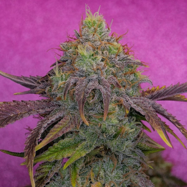 Pure Instinto - Forbidden Fruit Cake – The JuicyJoint